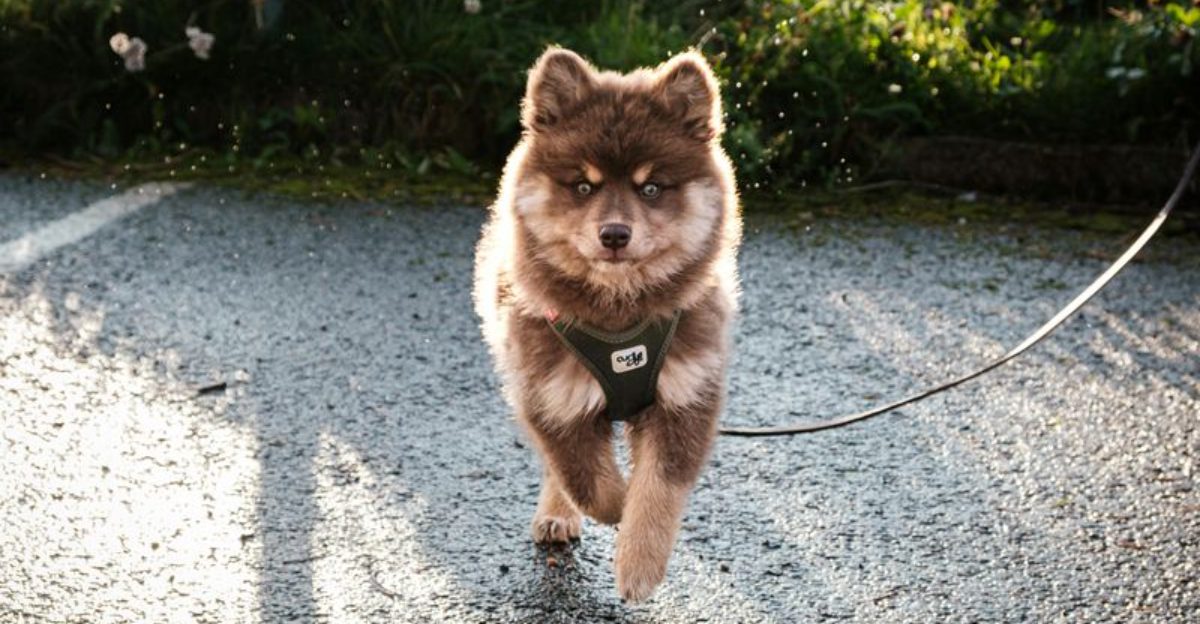 16 Sweet-Natured Dog Breeds That Show Love to Everyone They Meet