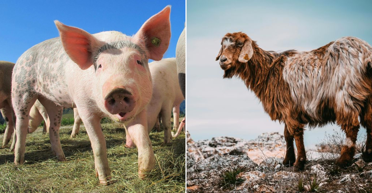 20 Animals You Didn’t Know Were So Smart