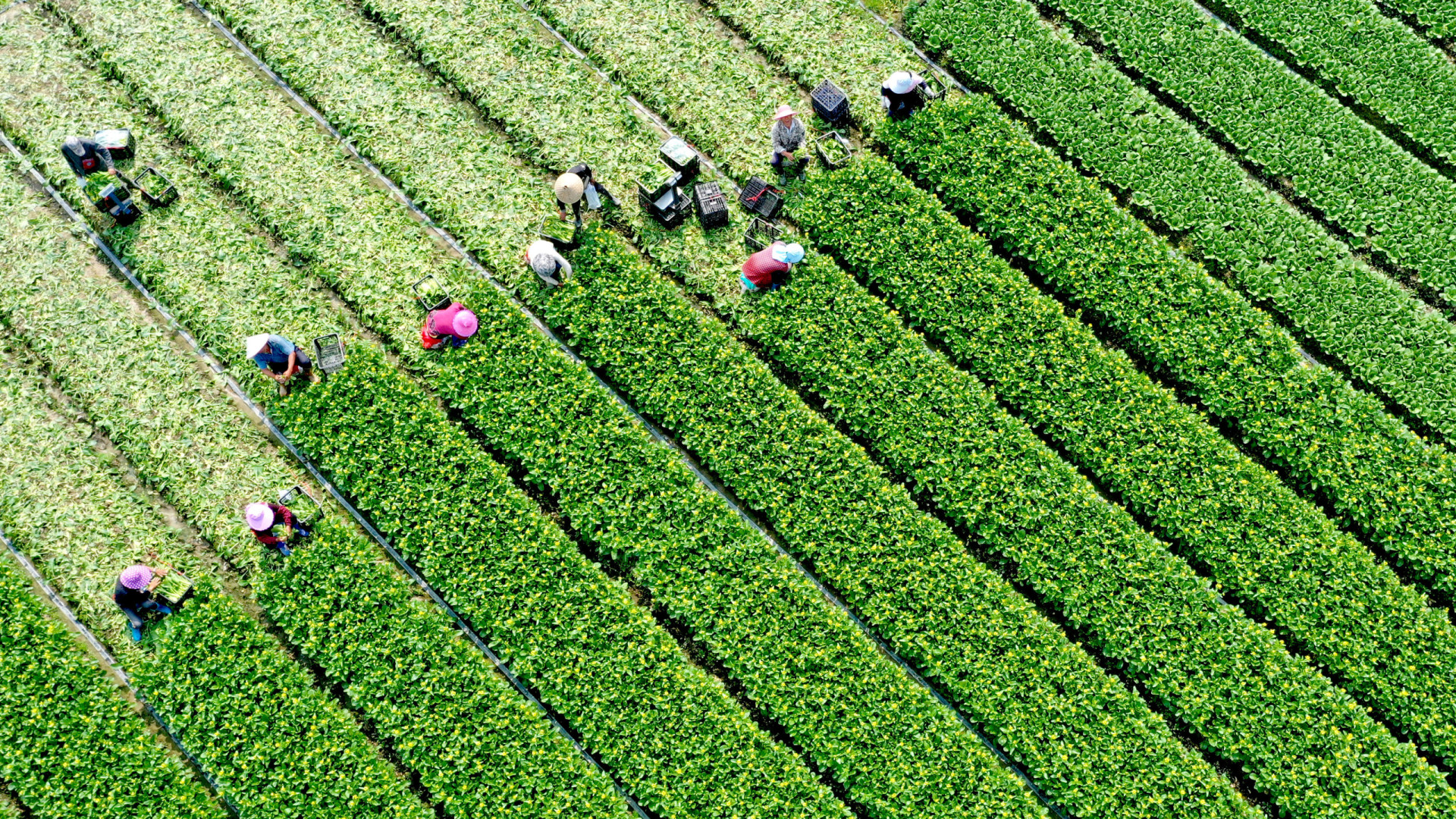 What is the bioeconomy, and why does it matter to sustainability?
