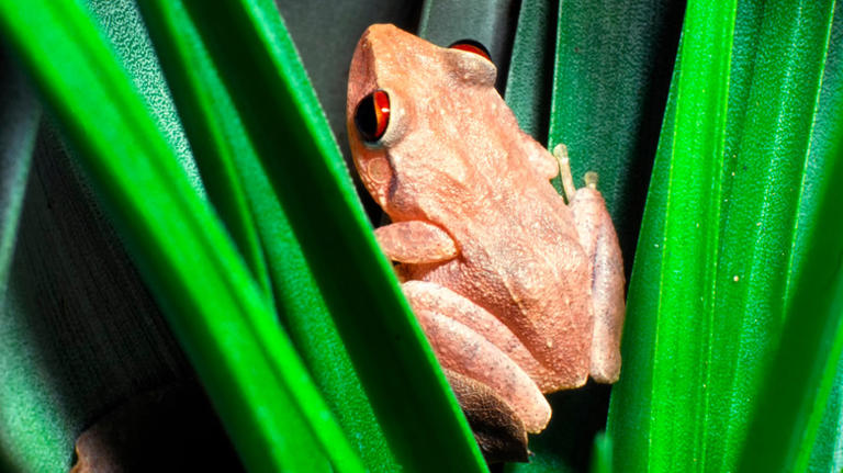 Enjoy Endless Outdoor Adventures At Puerto Rico's Lush National Rainforest