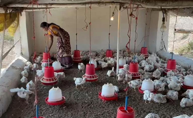 Bird Flu And Beyond: How To Check If Your Poultry Is Contaminated