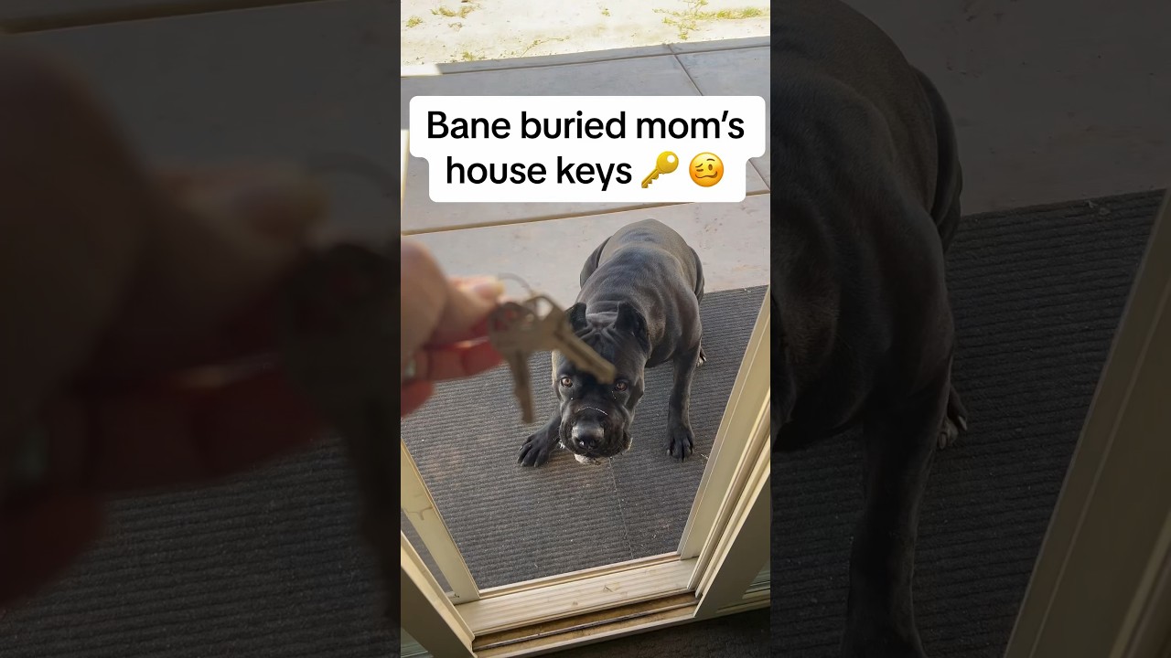 Mom finally finds the keys dog hid months ago