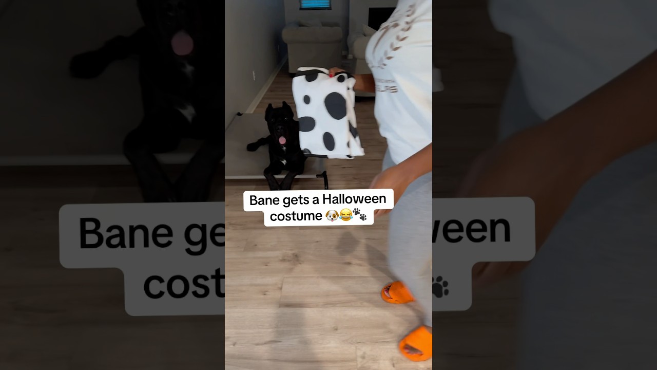 Dog is unsure about his hilarious new Halloween costume