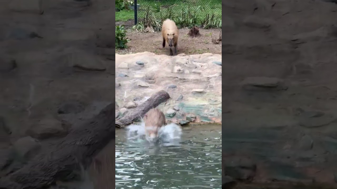 Talented diving capybaras show off their amazing and funny skills