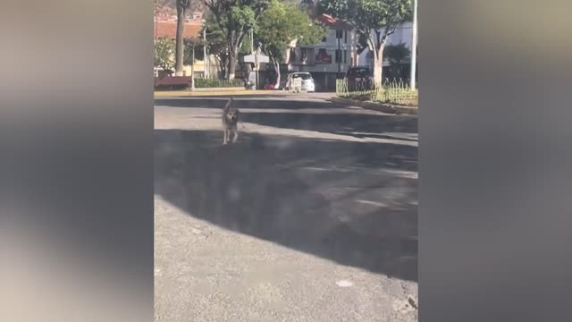 Couple in Bolivia welcomes street dog who wouldn't stop following them