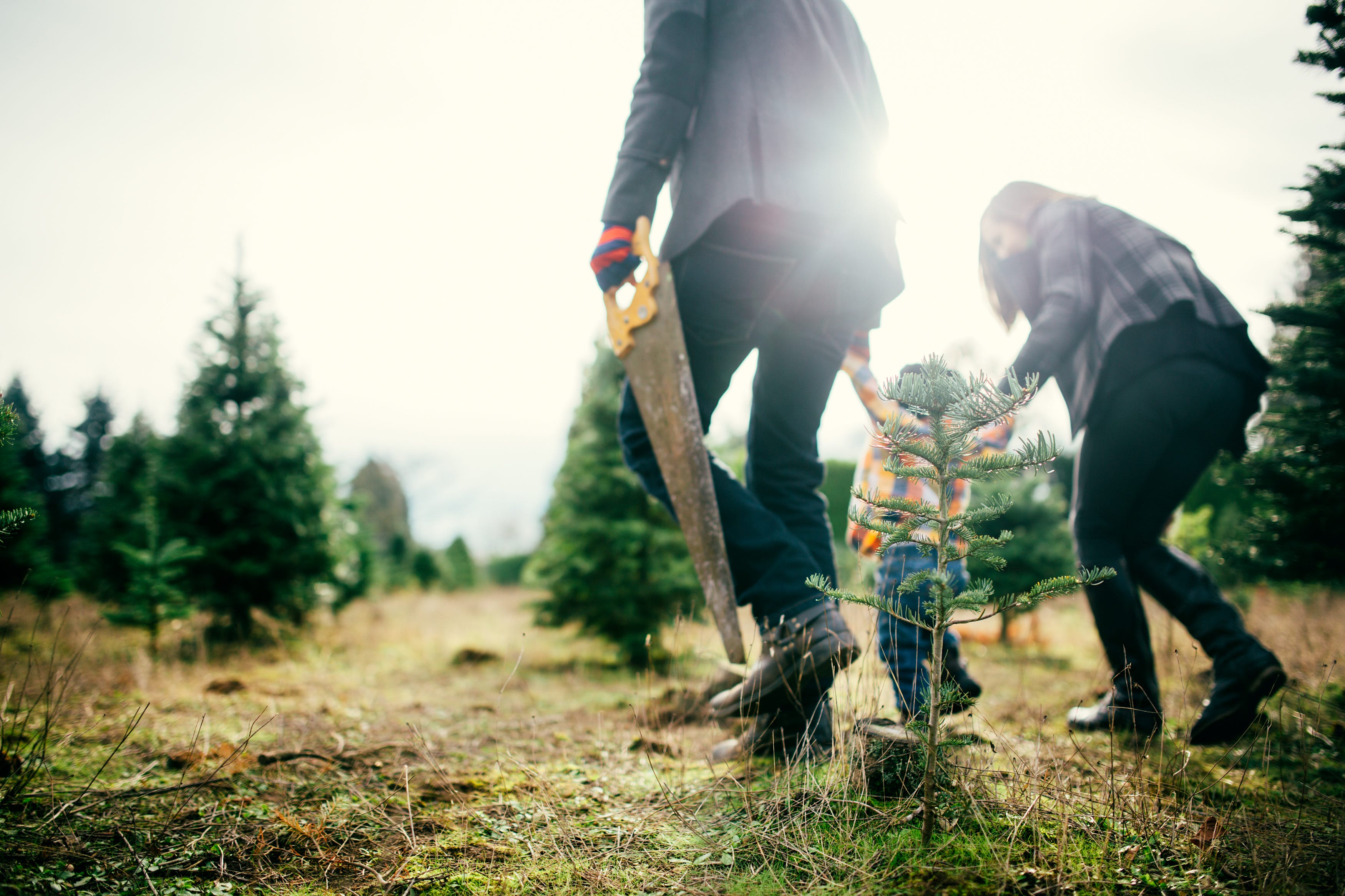 Cut down your own Christmas tree at this Florida national forest