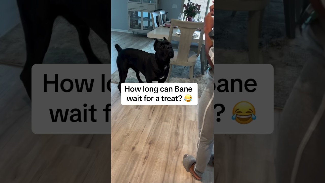 Dog tests patience limits while waiting for his treat