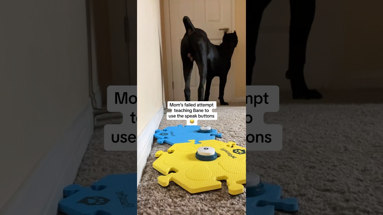We failed teaching our dog to use speak buttons