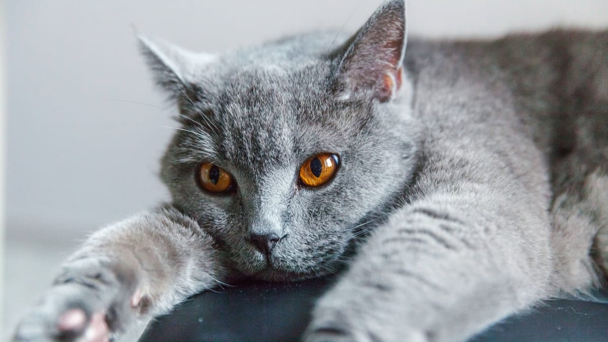 Erst verschlossen, jetzt verspielt: Happy End für Kater Olli