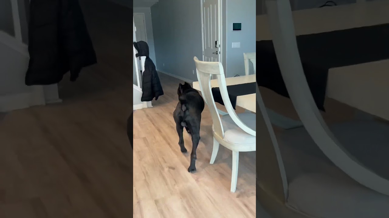 Dog knows his pack and keeps everyone in check