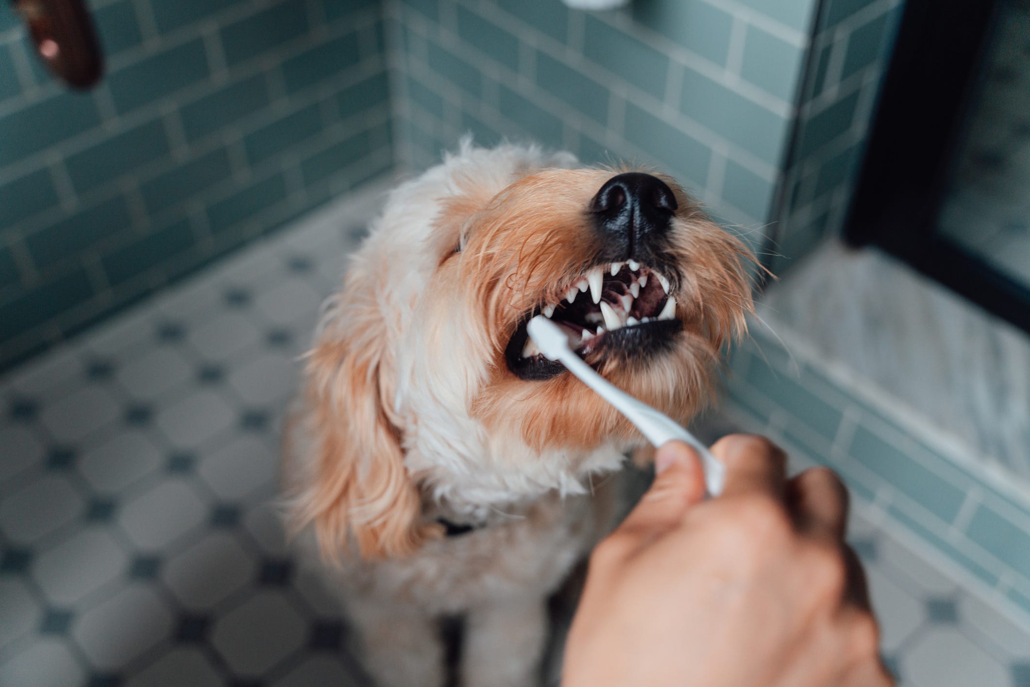 12 dog toothpastes for clean teeth and healthy gums – plus canine oral ...