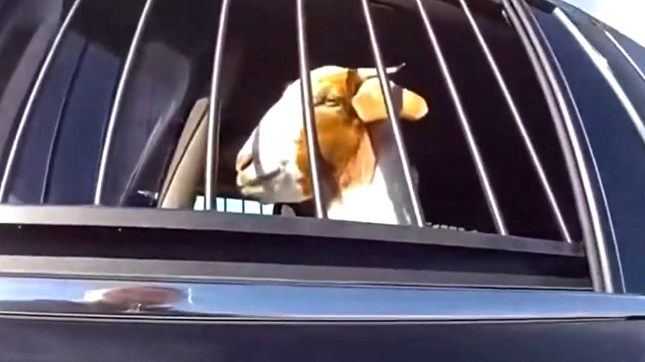 Goat whisperer in uniform – Officer arrests runaway goat and reads it ...