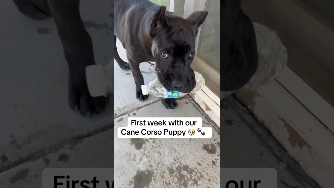The exciting first weeks with our new puppy