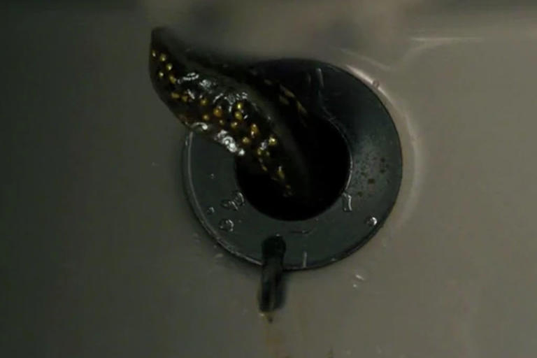 Stranger Things 'Demogorgon': Every Stage of The Series' Monster Explained