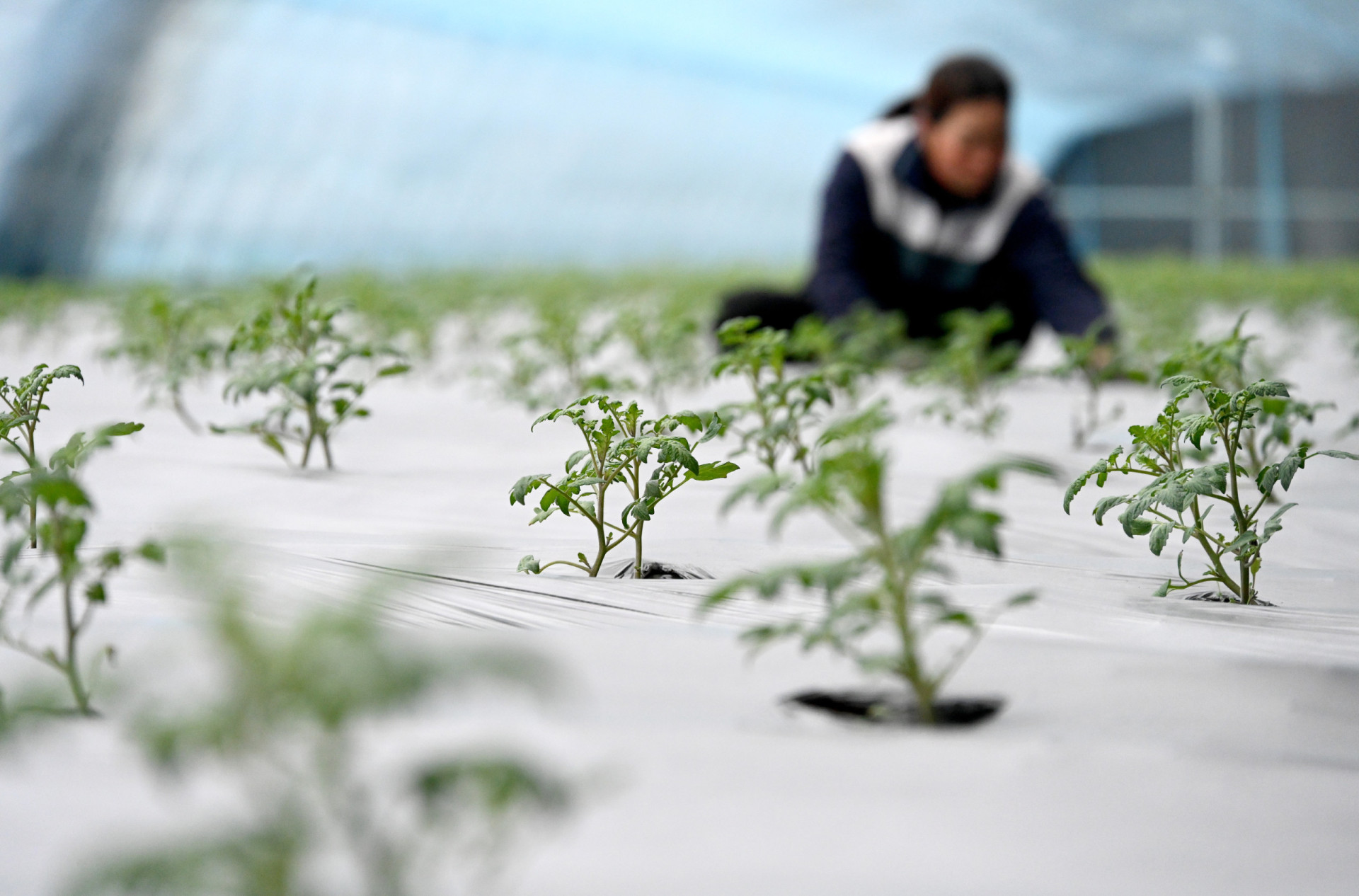What is the bioeconomy, and why does it matter to sustainability?