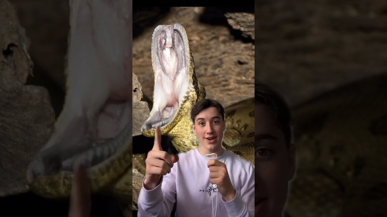 What might happen if a person were swallowed by a large snake