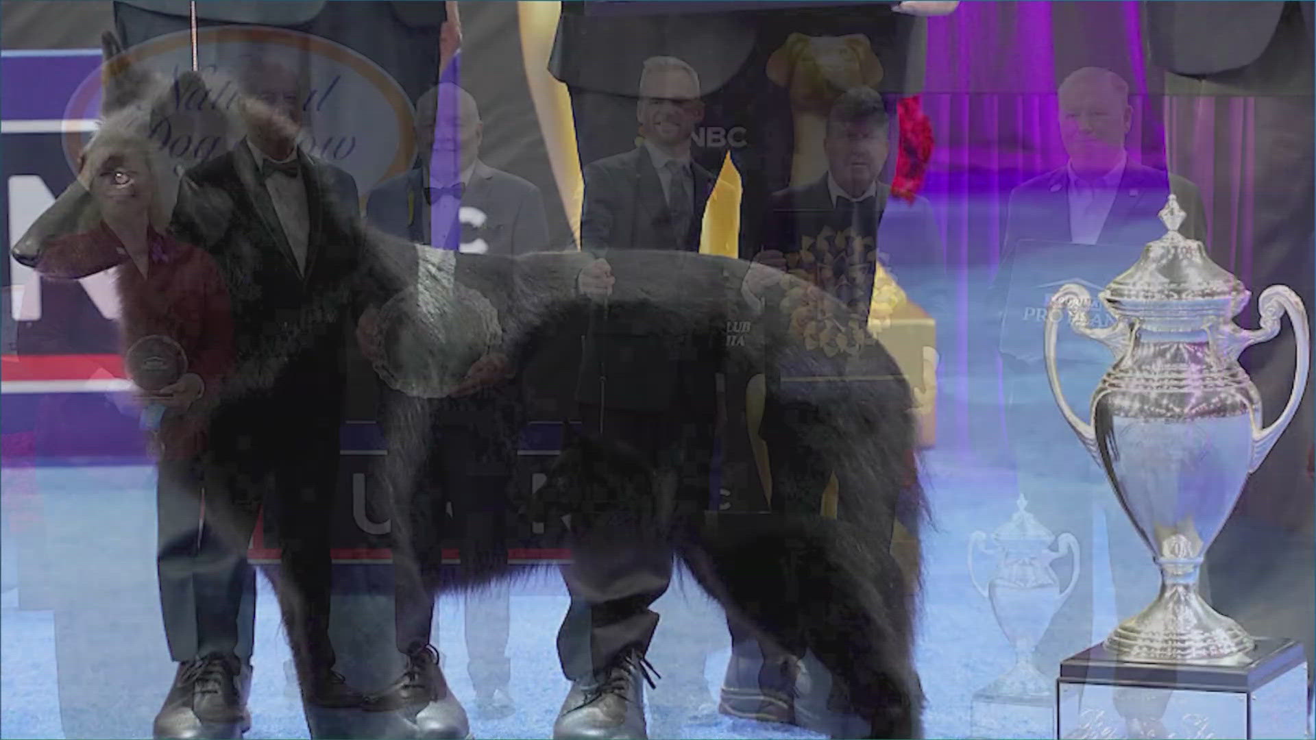 Belgian Sheepdog wins 2025 National Dog Show