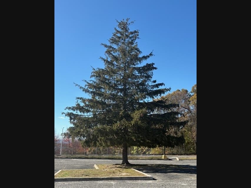 Coram Set For 1st Community Christmas Tree Lighting On Saturday