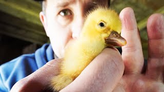 Fixing a Tiny Gosling: Farm Care Tips