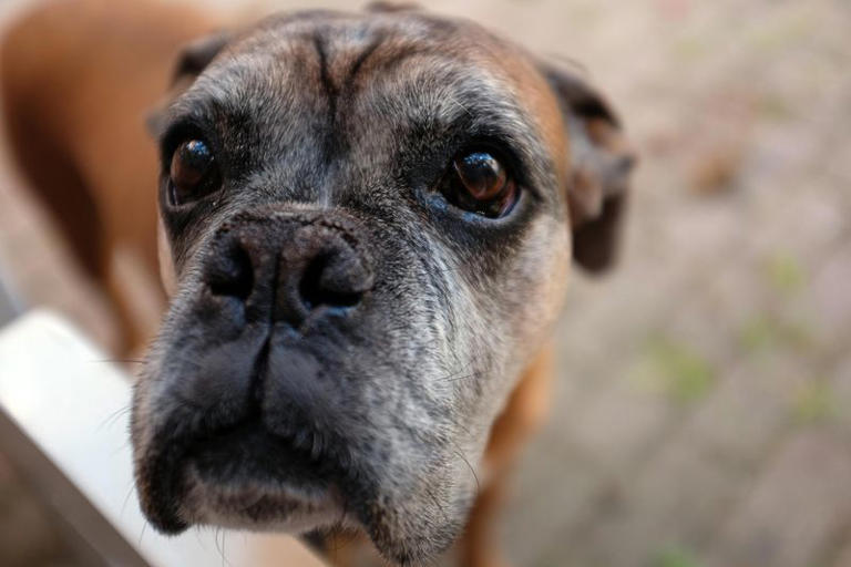 Senior Dogs Face 10 Medical Realities Most Owners Haven’t Heard Of