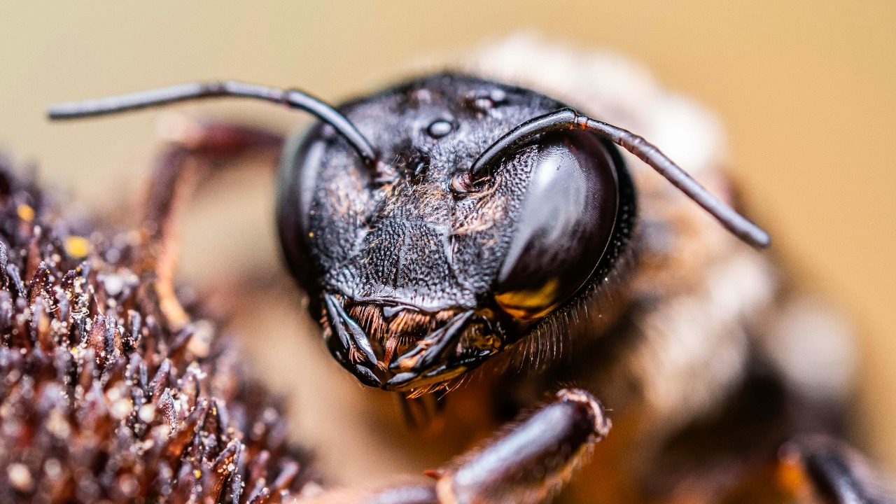 Tiny “devil horn” bee discovered in Western Australia