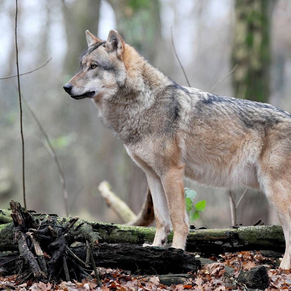 Gerissene Hirsche in Wildpark – Grund war ein Wolf