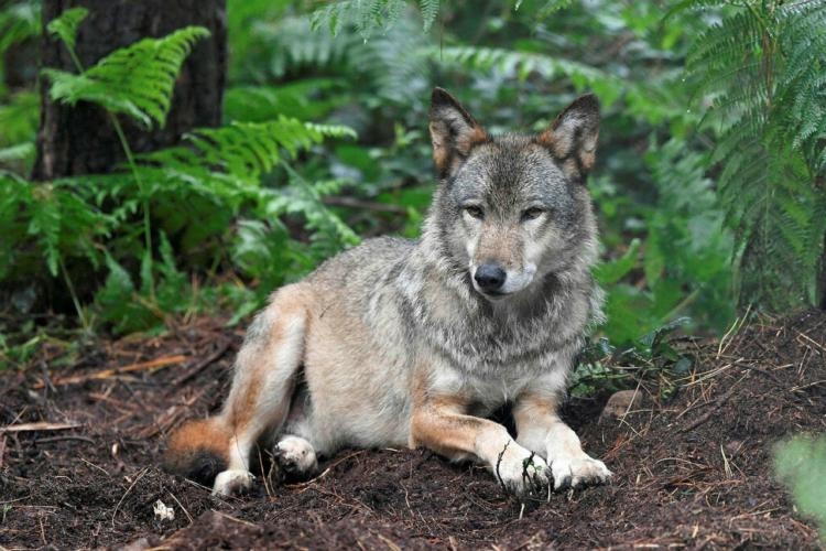 CARTE. Le nombre de loups en France est estimé à 1 082 en 2025 : où ...