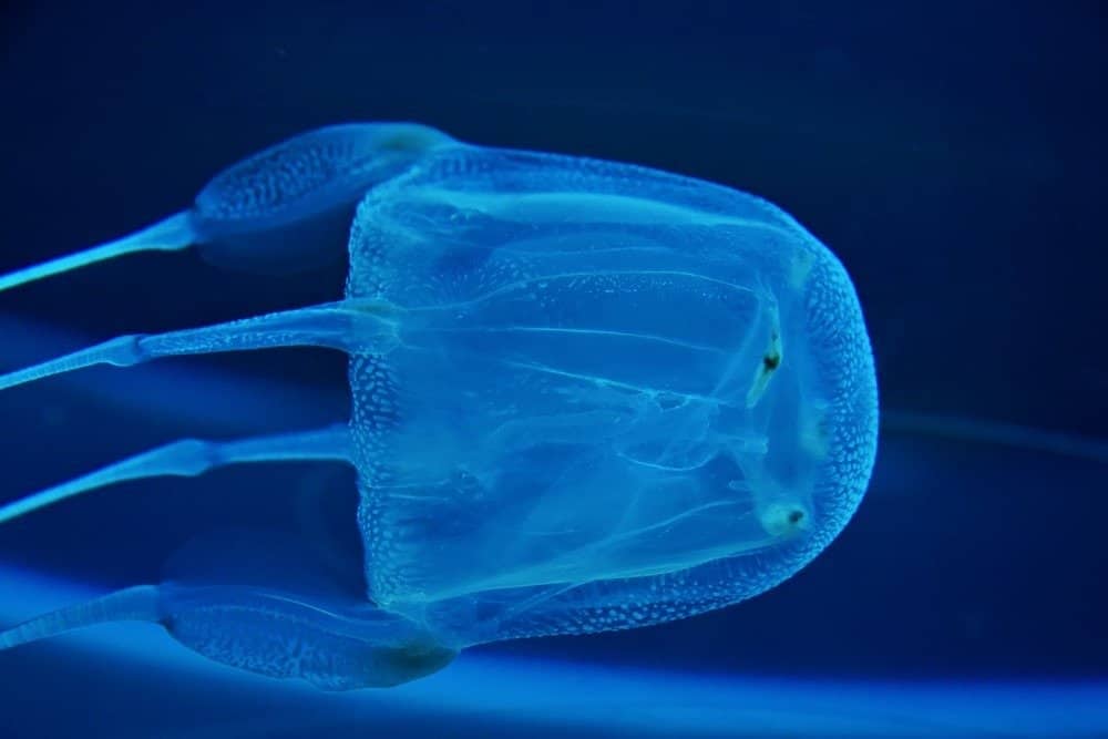 10 venomous animals that can kill in minutes