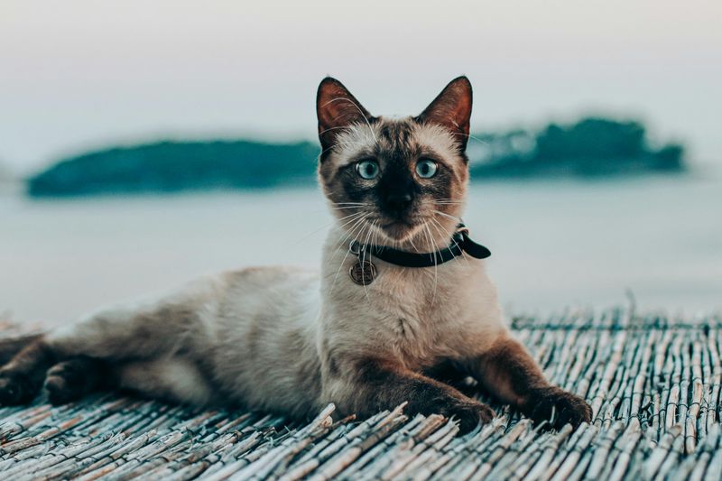 8 Cat Breeds That Thrive On Attention And 6 That Prefer Quiet Companionship