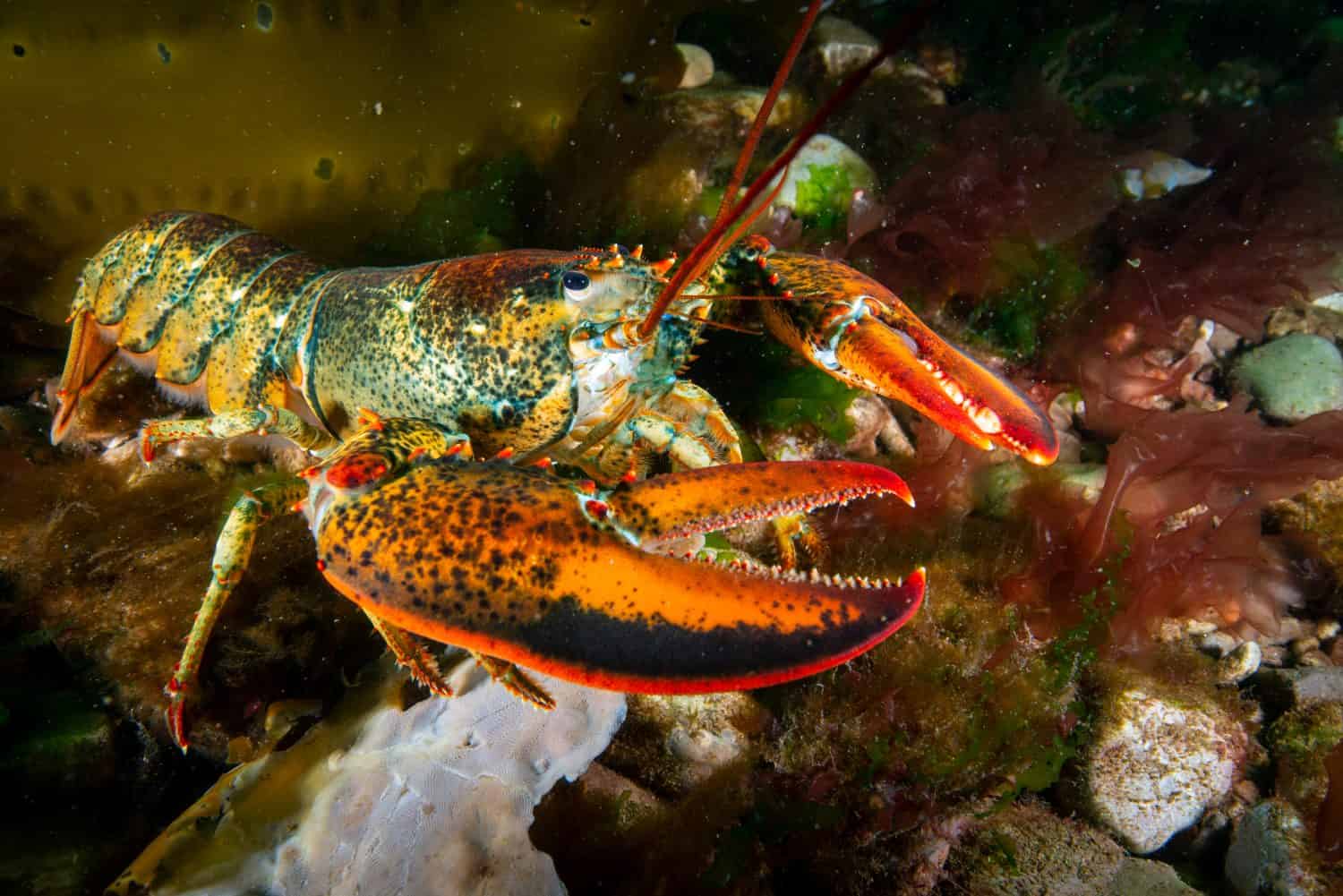 10 Pinch Worthy Facts About Lobsters