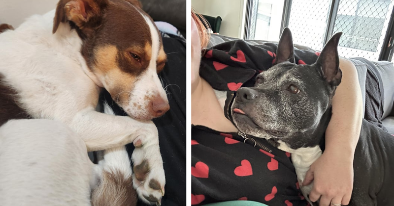 26 Photos of Cute and Cuddly Canines Giving Their Pawrents the ...