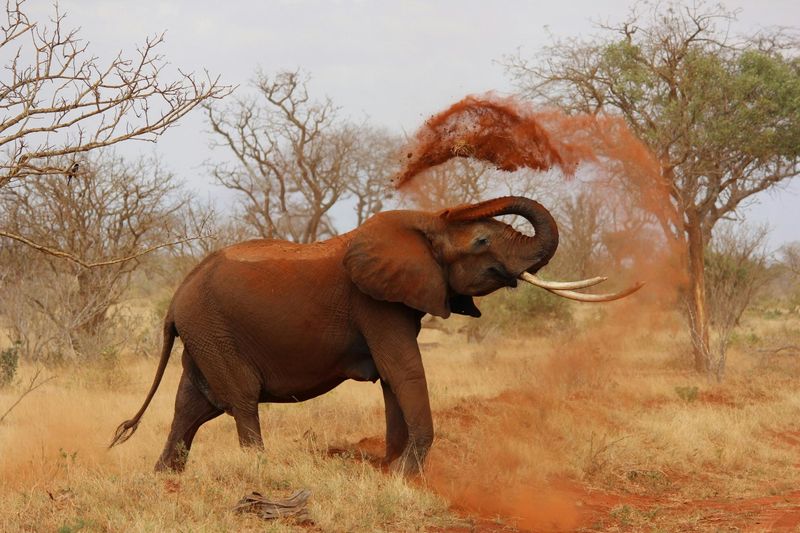 These Brave Animals Can Battle Lions And Win