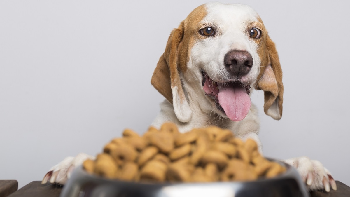 6 things your dog does before begging for food