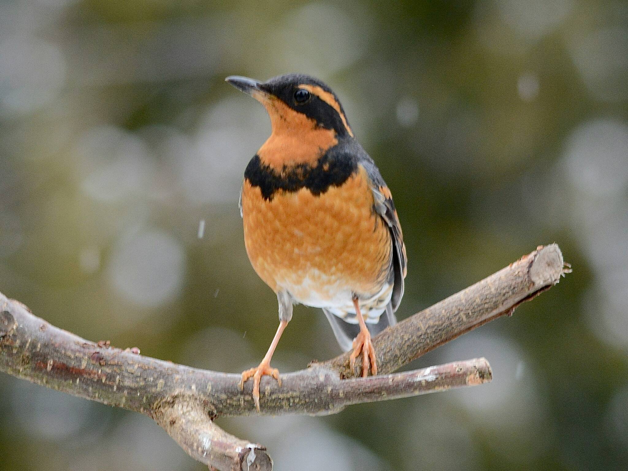 125th Christmas Bird Count