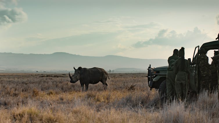 Rhino: documentary unravels the challenges rangers face, but that’s not ...