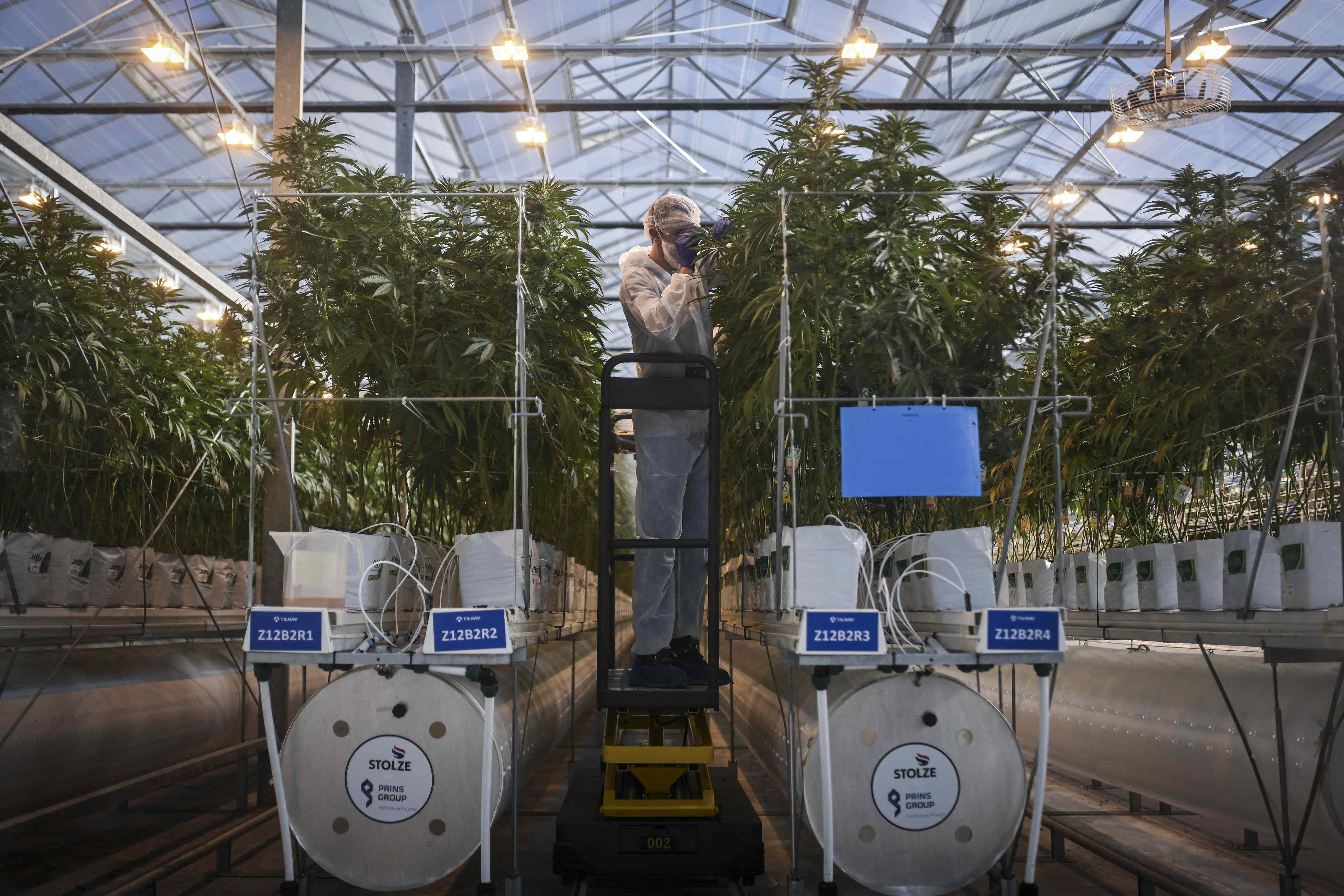 Tilray Plunges Ahead of a 1-for-10 Reverse Stock Split. Here's What You ...