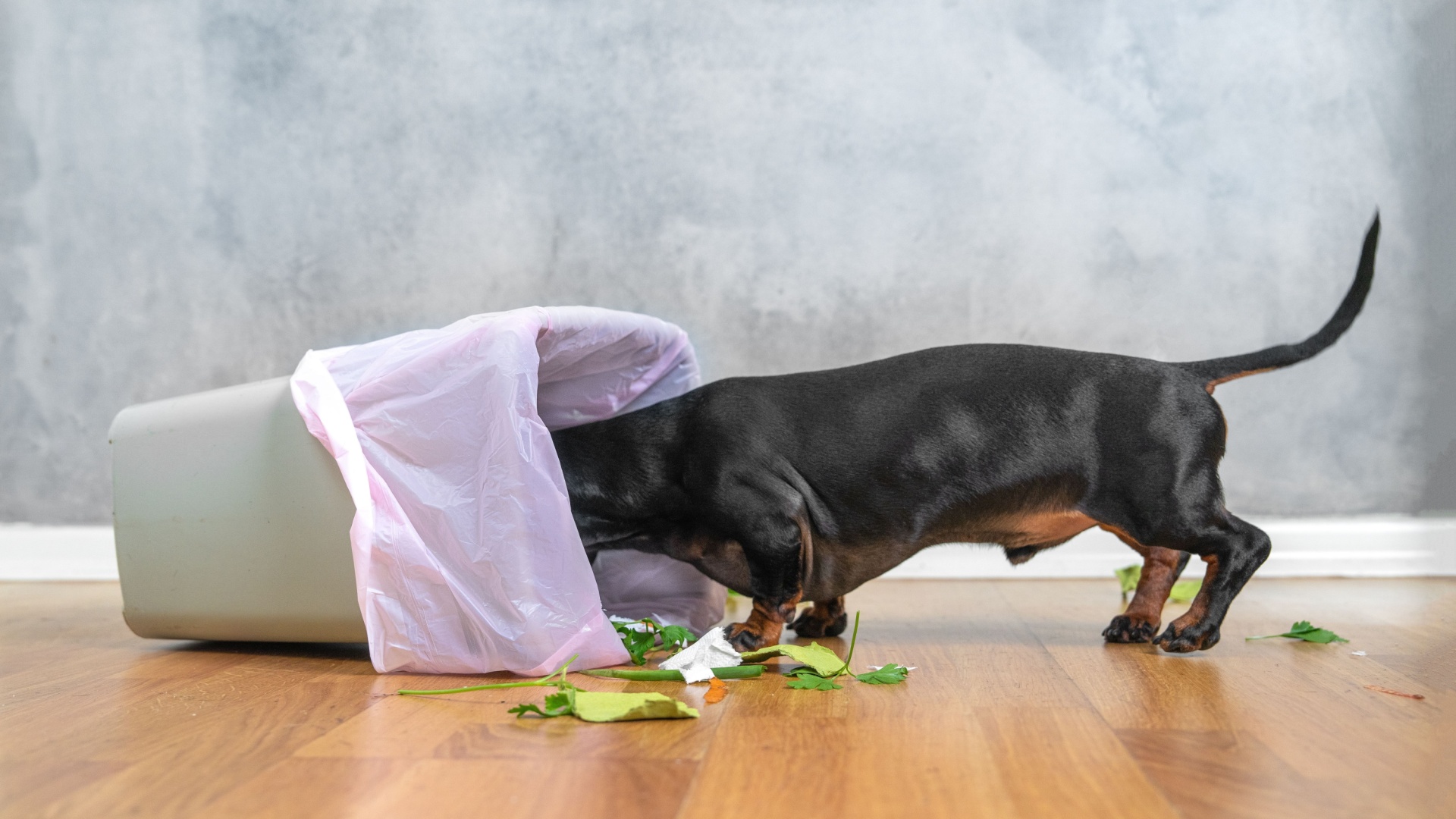 These Are 10 Of The Least Obedient Dog Breeds That Often Misbehave