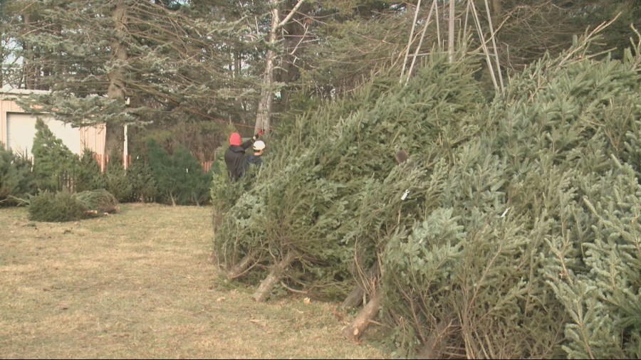 Where to find Christmas Tree Farms in Central Iowa