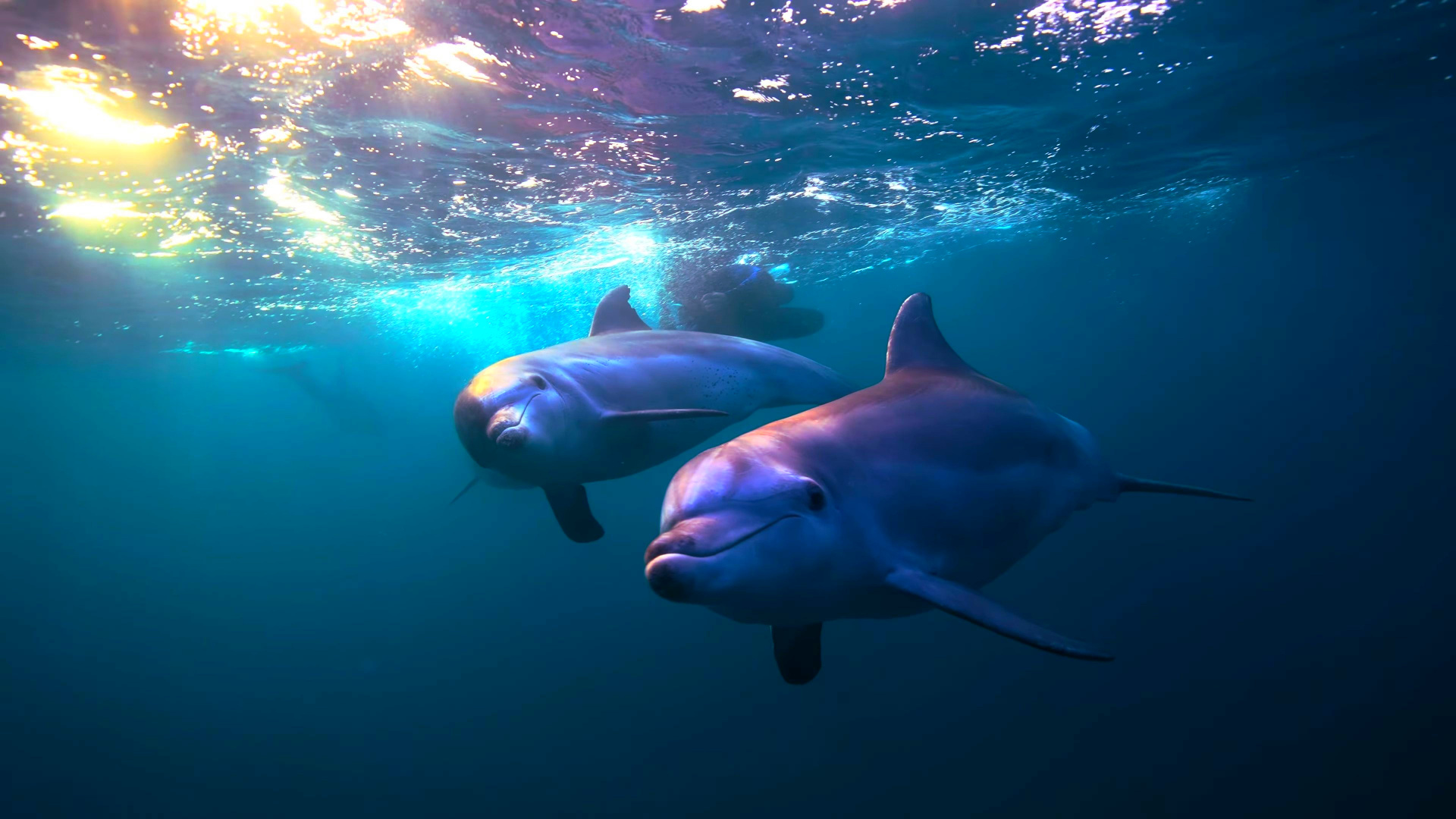 Beloved Things Dolphins Do That Prove They Are More Similar To Humans ...