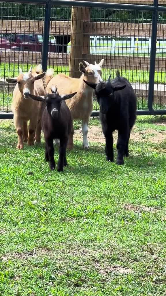 Blossom the Baby Goat Meets Her New Herd for the First Time