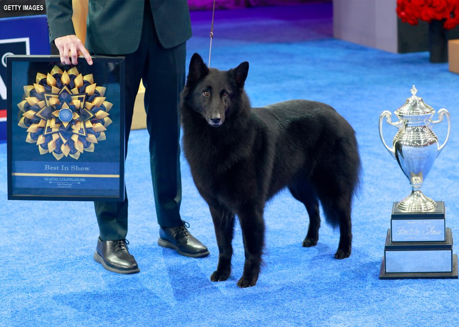 Soleil the Belgian sheepdog wins 2025 National Dog Show