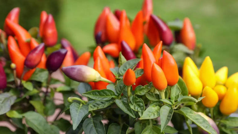 Tips to grow capsicum in a pot: 6 Easy steps for healthy bell peppers ...