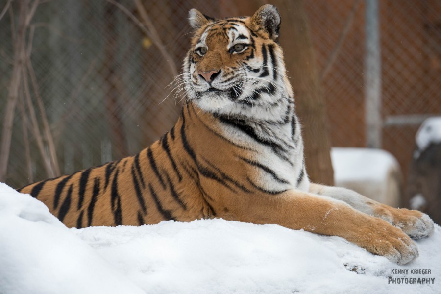 Seneca Park Zoo says goodbye to Katya, a beloved Amur tiger