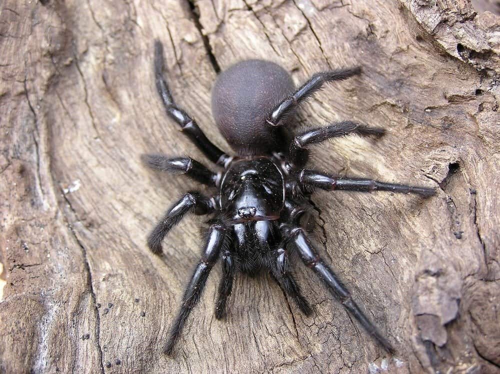 10 venomous animals that can kill surprisingly fast