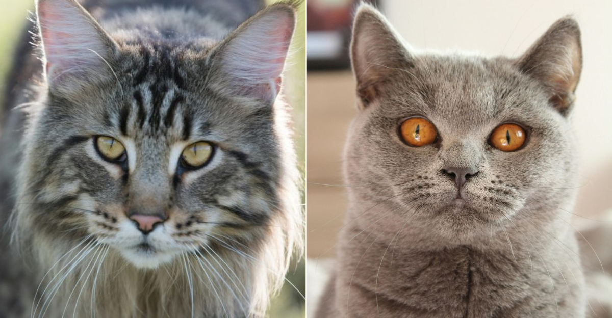 8 Cat Breeds That Thrive On Attention And 6 That Prefer Quiet Companionship