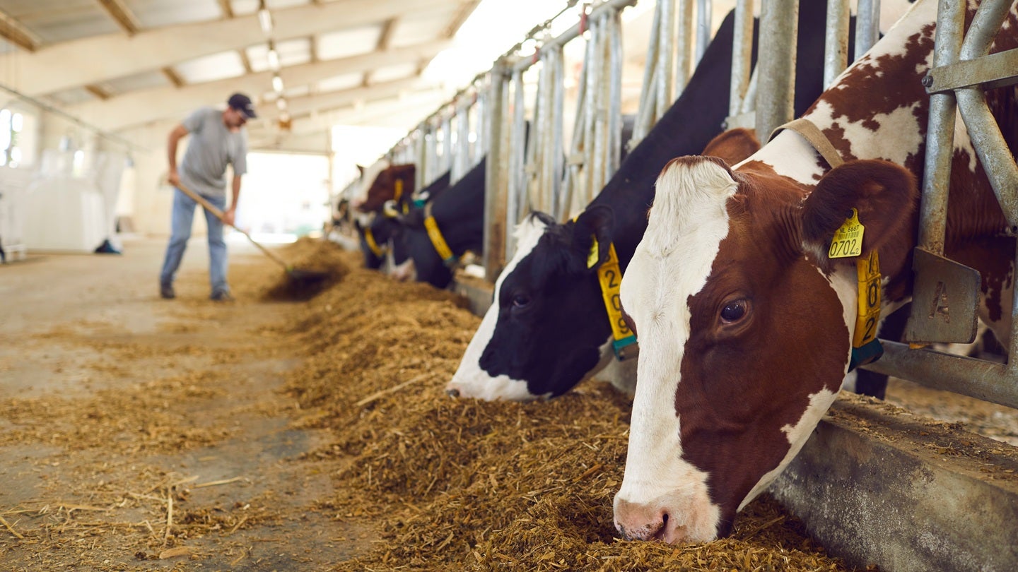 Global beef production set to decline again in 2026 – Rabobank