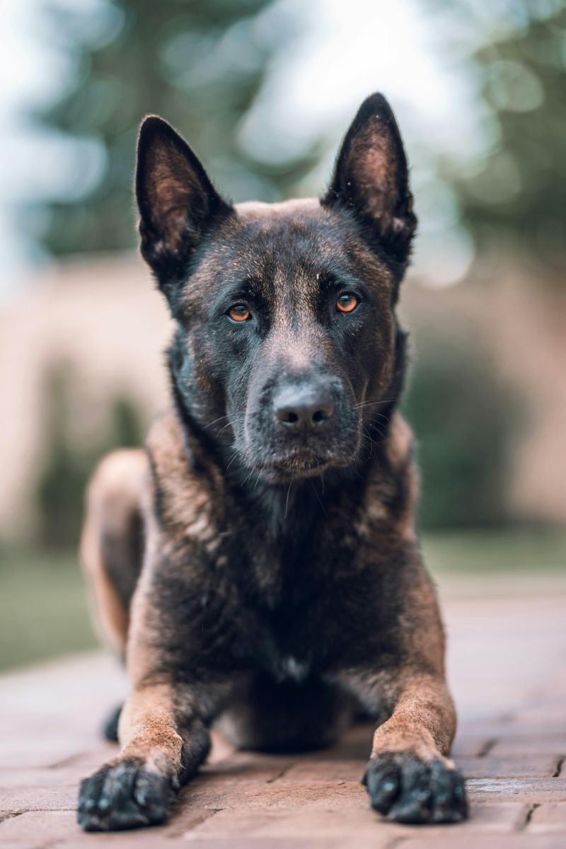 14 of the Bravest Dog Breeds Ever Known