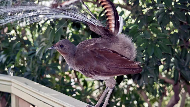 6 animals using fake deaths and mimicry as their survival strategy