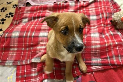 Dogs for adoption in Sussex: 10 adorable pups seeking homes at Raystede