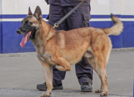La historia de Barton, el perro que nació con tres patas y se convirtió ...